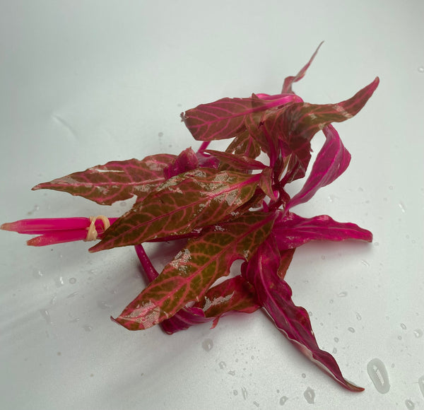 Scarlet Temple (Alternanthera Reineckii Rosaefolia) – Chichi's Planted ...