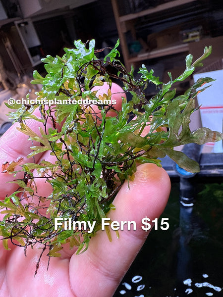 Filmy fern Crepidomanes sp. Malabaricum – Chichi's Planted Dreams