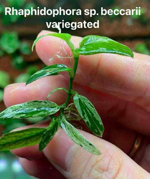 Rhapidophora Beccari variegated – Chichi's Planted Dreams