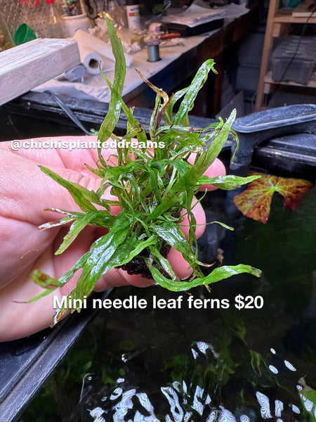 Mini needle leaf fern – Chichi's Planted Dreams