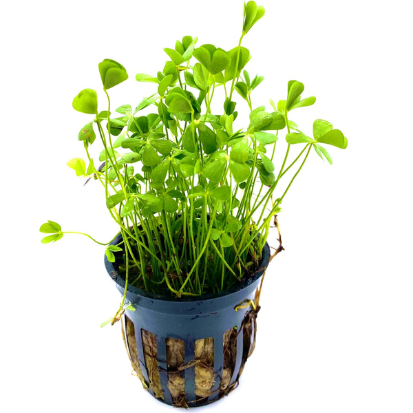 Marsilea Hirsuta AKA Dwarf Four Leaf Clover – Chichi's Planted Dreams