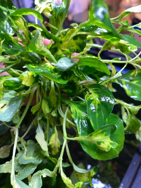 Variegated Hygrophila Corymbosa aka temple – Chichi's Planted Dreams