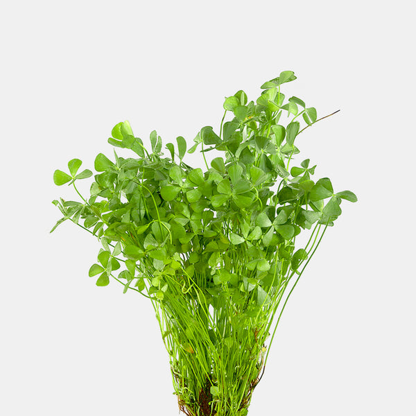 FOUR LEAF CLOVER, DWARF – Chichi's Planted Dreams