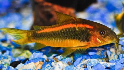 CORYDORAS CATFISH – Chichi's Planted Dreams