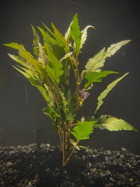 Hygrophila Salicifolia AKA Blue Hygro – Chichi's Planted Dreams