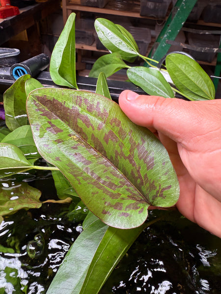 Chocolate marble sword large – Chichi's Planted Dreams