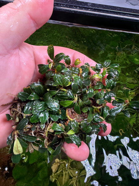 Bucephalandra Mini Malawi – Chichi's Planted Dreams